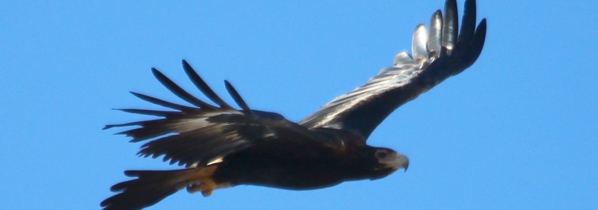 Aquila Methodology – Aquila Project